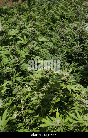 Cannabis Marijuana plants growing outdoors Stock Photo - Alamy