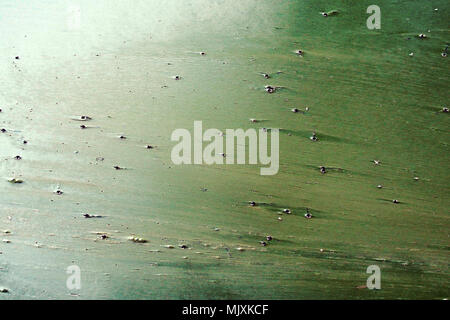 mass of dead algae formed on surface of water due to algae bloom ...