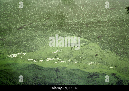 mass of dead algae formed on surface of water due to algae bloom ...