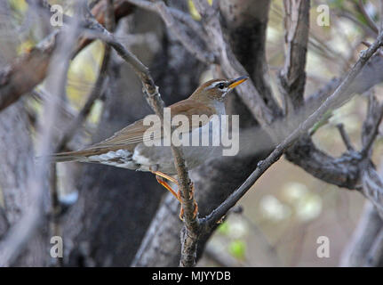 Old Peak, Hebei, China Stock Photo - Alamy