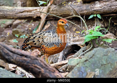 A male Ferruginous Partridge (Caloperdix oculea) in lowland forest in ...