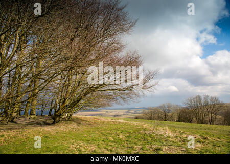 Win Green, the highest point in Dorset Stock Photo - Alamy