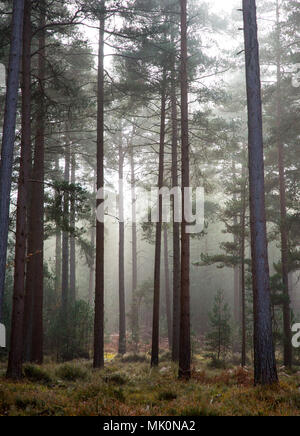 Mist through pine trees, New Forest Hampshire Stock Photo - Alamy