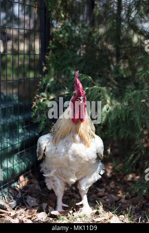 Large White Rooster Stock Photo - Alamy