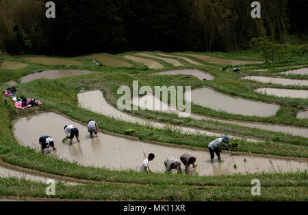 Paddy fields are typical feature of rice farming in southeast Asia ...