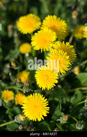 Yellow dandelions growing on spring meadow. Popular spring wild flower ...