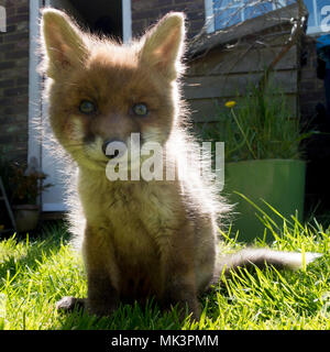 Lost or abandoned fox cub, Kent Stock Photo - Alamy