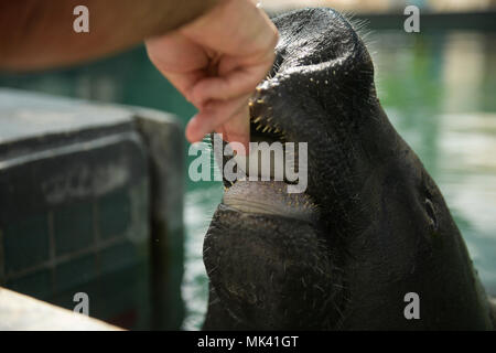 Dr. Antonio Mignucci, a biological oceanographer specializing in the ...