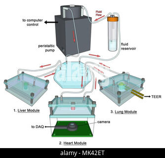 Organ-on-a-chip development. This is a microfluidic device that ...