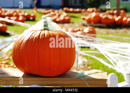 Halloween Decoration at Entrance to Pumpkin Patch Stock Photo - Alamy