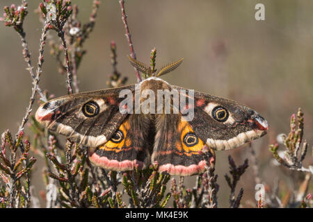 Emperor Moth cocoon (Saturnia pavonia) in Ling Heather (Calluna ...