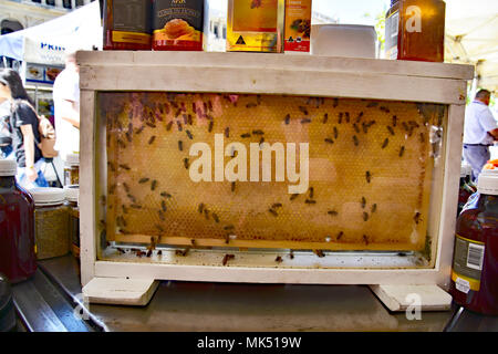 Honey Bees in a glass hive Stock Photo - Alamy