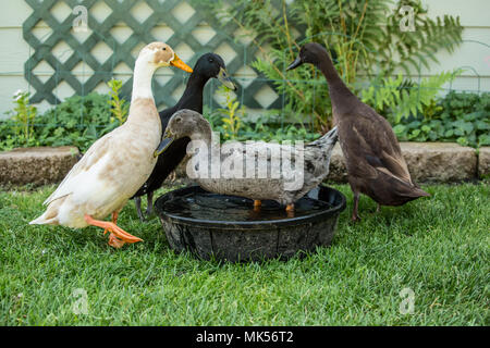 Four types of Indian Runner ducks (Anas platyrhynchos domesticus ...