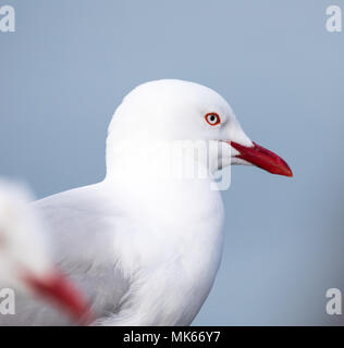 Close-up of a red-billed gull drinking muddy water, Otago, Peninsula ...