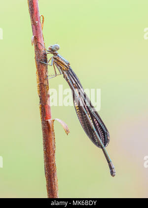 Variable Dancer (Argia fumipennis Stock Photo - Alamy