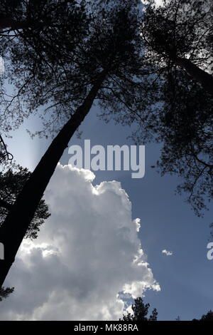 A low angle shot of tall tree with green leaves in background of sky ...