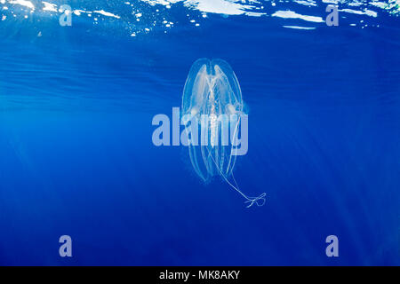 Lobate Ctenophore Or Comb Jelly (Leucothea Multicornis) That Was ...