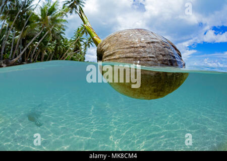 A sprouting coconut floats in the ocean off the island of Yap ...