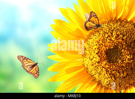 Bright yellow sunflower and two butterflies monarch (Danaus plexippus ...