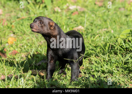 tayra Eira barbara adult walking on short vegetation, Costa Rica Stock ...