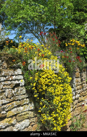 Flowering plants tumbling over side of terracotta plant pot in natural ...