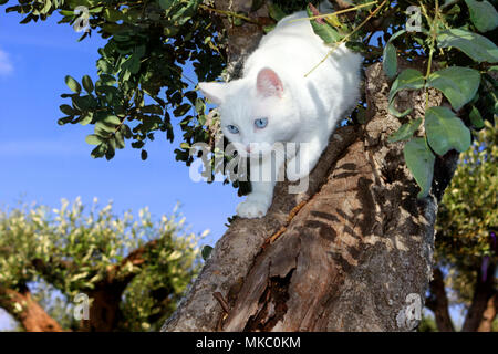 white cat climbing a tree Stock Photo - Alamy
