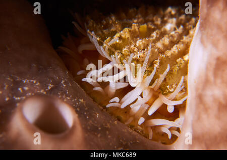 Spiny file clam (Lima lima) underwater close-up in Ses Salines Natural ...
