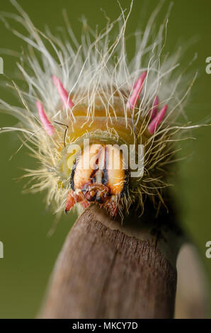The green Imperial Moth Caterpillar (Eacles imperialis Stock Photo - Alamy