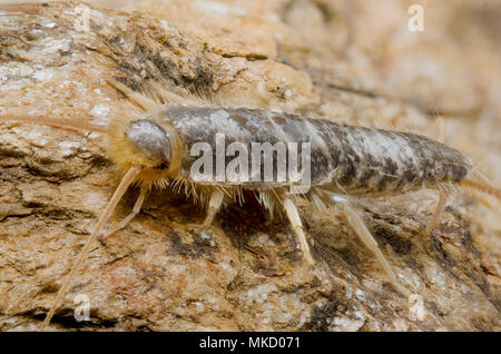 silverfish head - Lepisma saccharina Stock Photo - Alamy