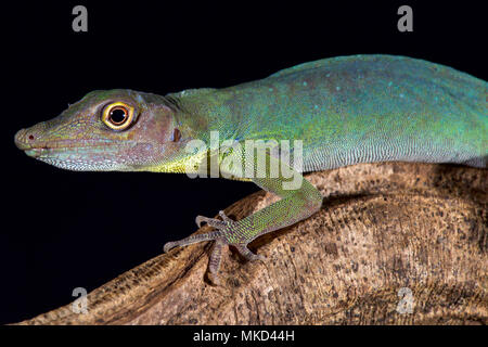 Spotted Anole (Anolis punctatus), (Dactyloidae family), Amazon ...
