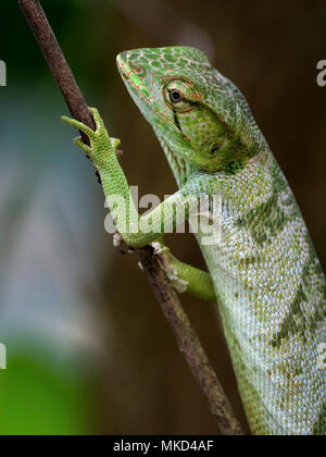 Canopy lizard (Polychrus gutturosus), Gamboa, Panama, May Stock Photo ...
