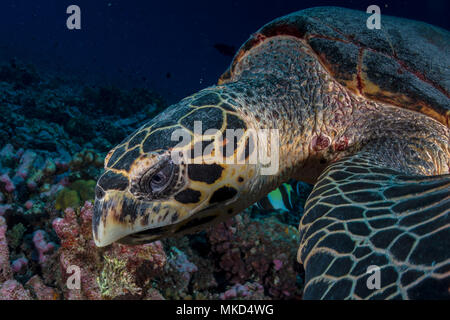 Hawksbill Turtle head shot Stock Photo - Alamy
