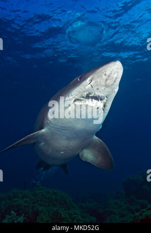 Smalltooth sand tiger or Bumpytail ragged-tooth (Odontaspis ferox ...