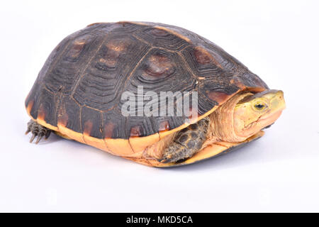 yellow-margined box turtle / Cuora flavomarginata Stock Photo - Alamy