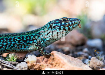 Ibiza wall lizard (Podarcis pityusensis), Formentera Balearic Islands ...