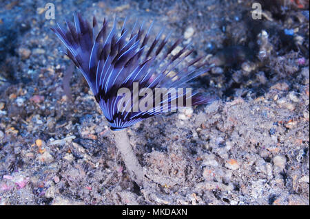 The peacock worm Sabella pavonina marine polychaete worm belonging ...