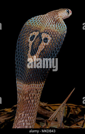 INDIAN COBRA naja naja, BACK OF HEAD, ADULT IN DEFENSIVE POSTURE Stock ...