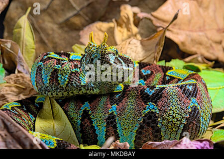 Portrait of Arrowhead viper (Bitis nasicornis) on leaves Stock Photo ...