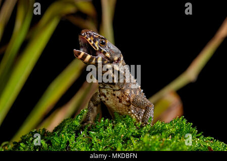 Smith's Tropical Night Lizard (Lepidophyma smithii) on black background ...