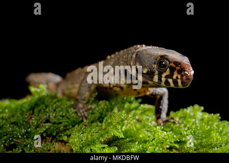 Smith's Tropical Night Lizard (Lepidophyma smithii) on black background ...