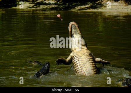 Alligator feeding frenzy Stock Photo - Alamy
