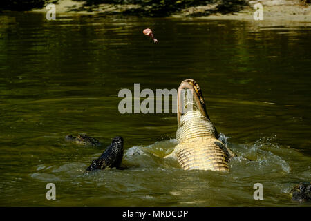 Alligator feeding frenzy Stock Photo - Alamy