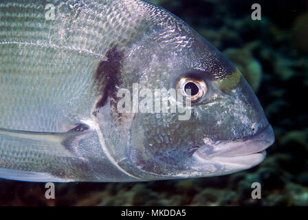 Gilthead seabream underwater (Sparus aurata), Orata, Dorada, Marine ...