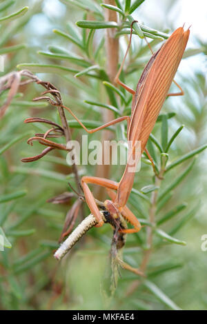 Praying mantis eating lizard - Mantis religiosa Stock Photo - Alamy