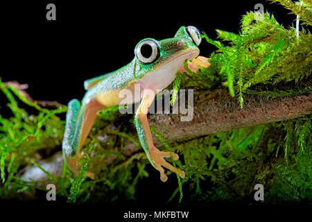Lemur leaf frog (Agalychnis lemur) Central Caribbean foothills, Costa ...
