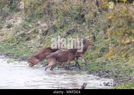 Eastern Swamp Deer in their natural habitat at Kaziranga National Park ...