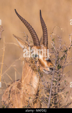 Indian Gazelle (Gazella bennettii) adult female, walking on grass ...