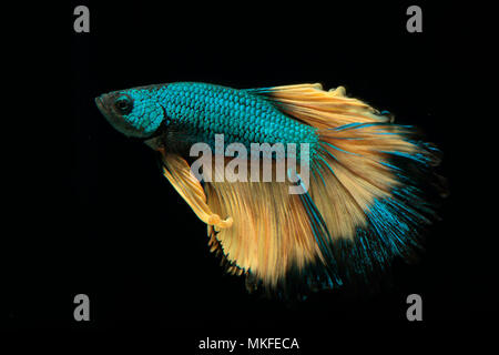 Betta 'Super Delta Mustard Gas' male Stock Photo - Alamy