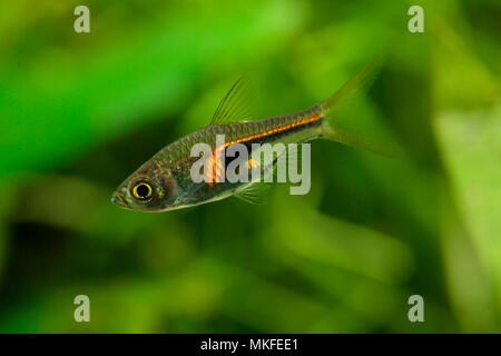 The glowlight rasbora (Trigonostigma hengeli) is a species of cyprinid ...