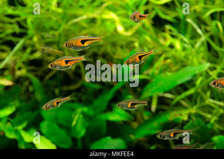 The glowlight rasbora (Trigonostigma hengeli) is a species of cyprinid ...